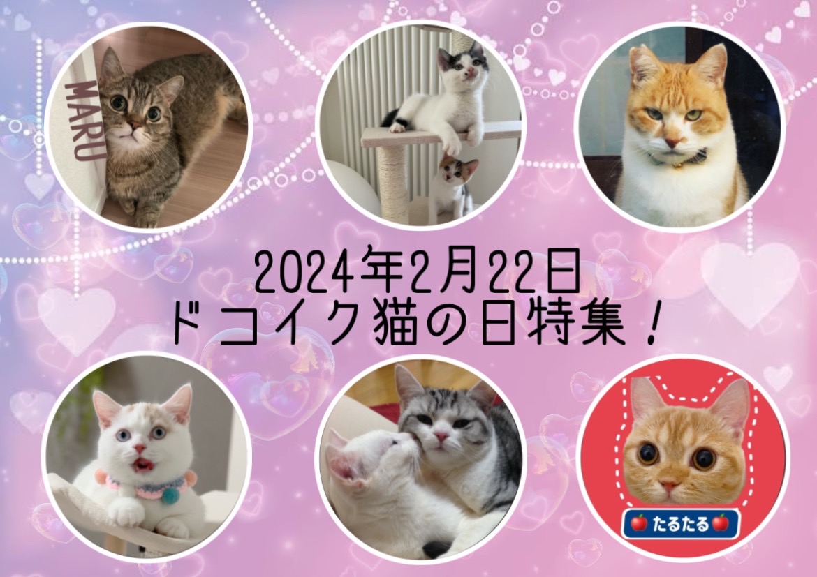2月22日は猫の日🐱 おすすめの猫さんを大特集！【2024】 | ドコイク dokoiku 家族でお出かけ情報サイト