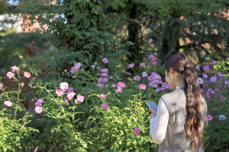 練馬区立「四季の香ローズガーデン」で秋バラを楽しもう！ | ドコイク dokoiku 家族でお出かけ情報サイト
