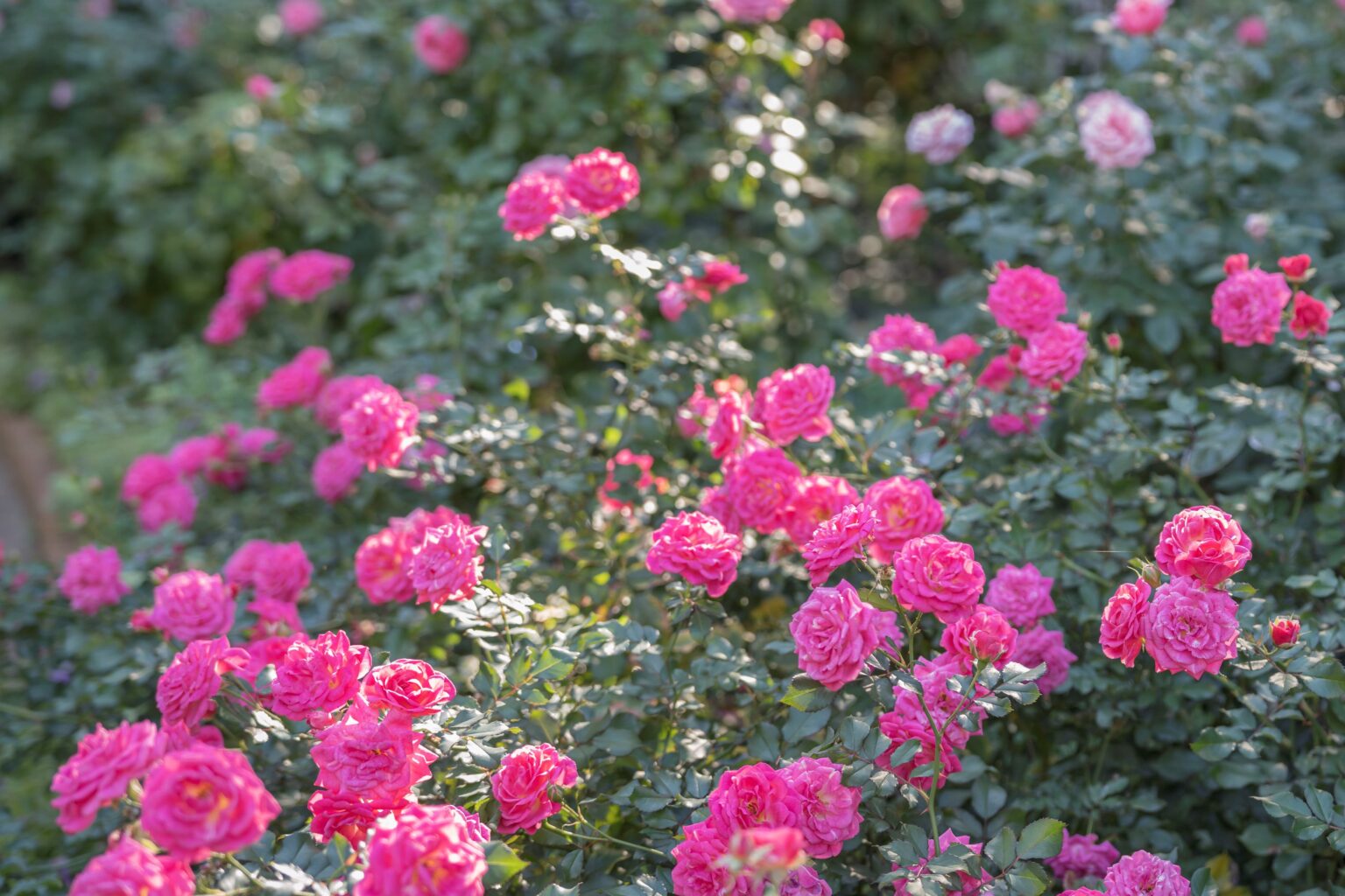 練馬区立「四季の香ローズガーデン」で秋バラを楽しもう！ | ドコイク dokoiku 家族でお出かけ情報サイト