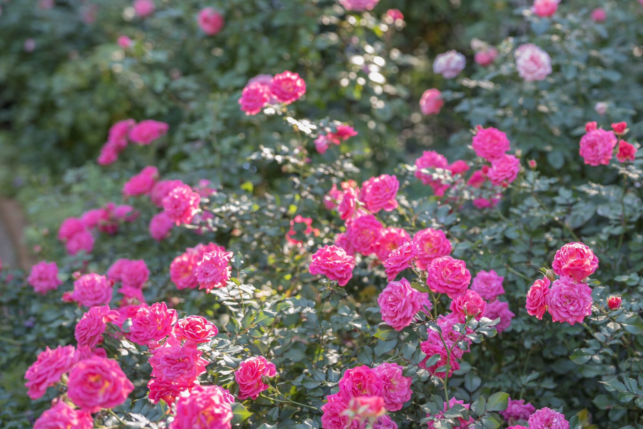 練馬区立「四季の香ローズガーデン」で秋バラを楽しもう！ | ドコイク dokoiku 家族でお出かけ情報サイト