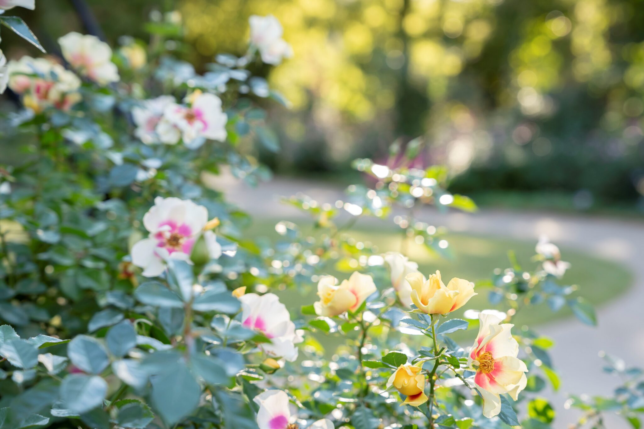 練馬区立「四季の香ローズガーデン」で秋バラを楽しもう！ | ドコイク dokoiku 家族でお出かけ情報サイト