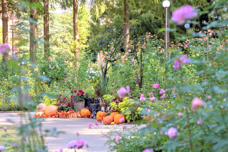 練馬区立「四季の香ローズガーデン」で秋バラを楽しもう！ | ドコイク dokoiku 家族でお出かけ情報サイト