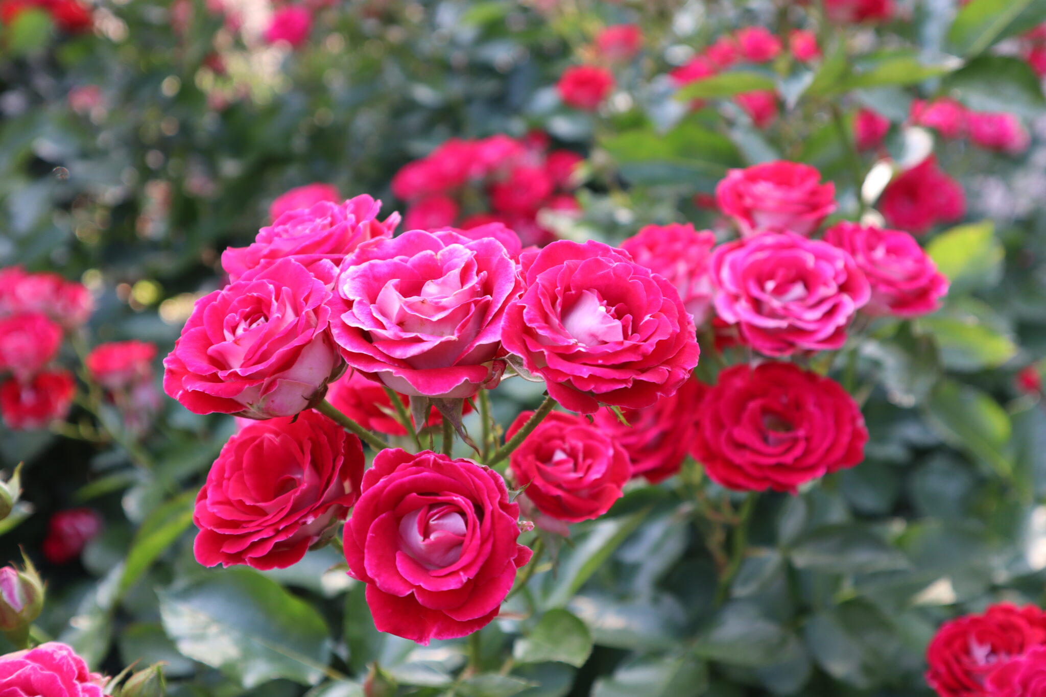 練馬区立「四季の香ローズガーデン」で秋バラを楽しもう！ | ドコイク dokoiku 家族でお出かけ情報サイト