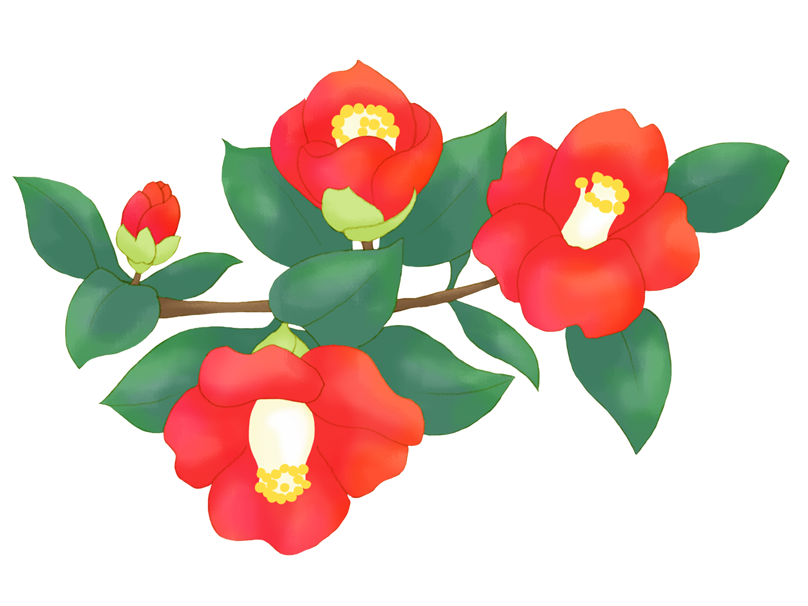 関東で楽しむ椿の名所―おすすめ庭園と見どころ特集 | ドコイク dokoiku 家族でお出かけ情報サイト