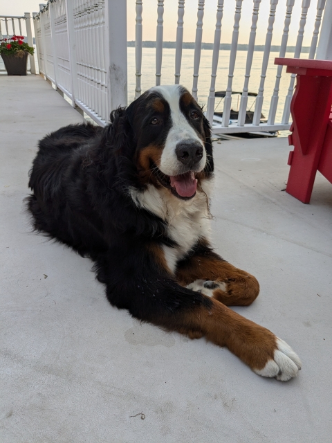 【完全ガイド】東京・千葉・神奈川の大型犬カフェ4選！もふもふ体験で癒されよう | ドコイク dokoiku 家族でお出かけ情報サイト