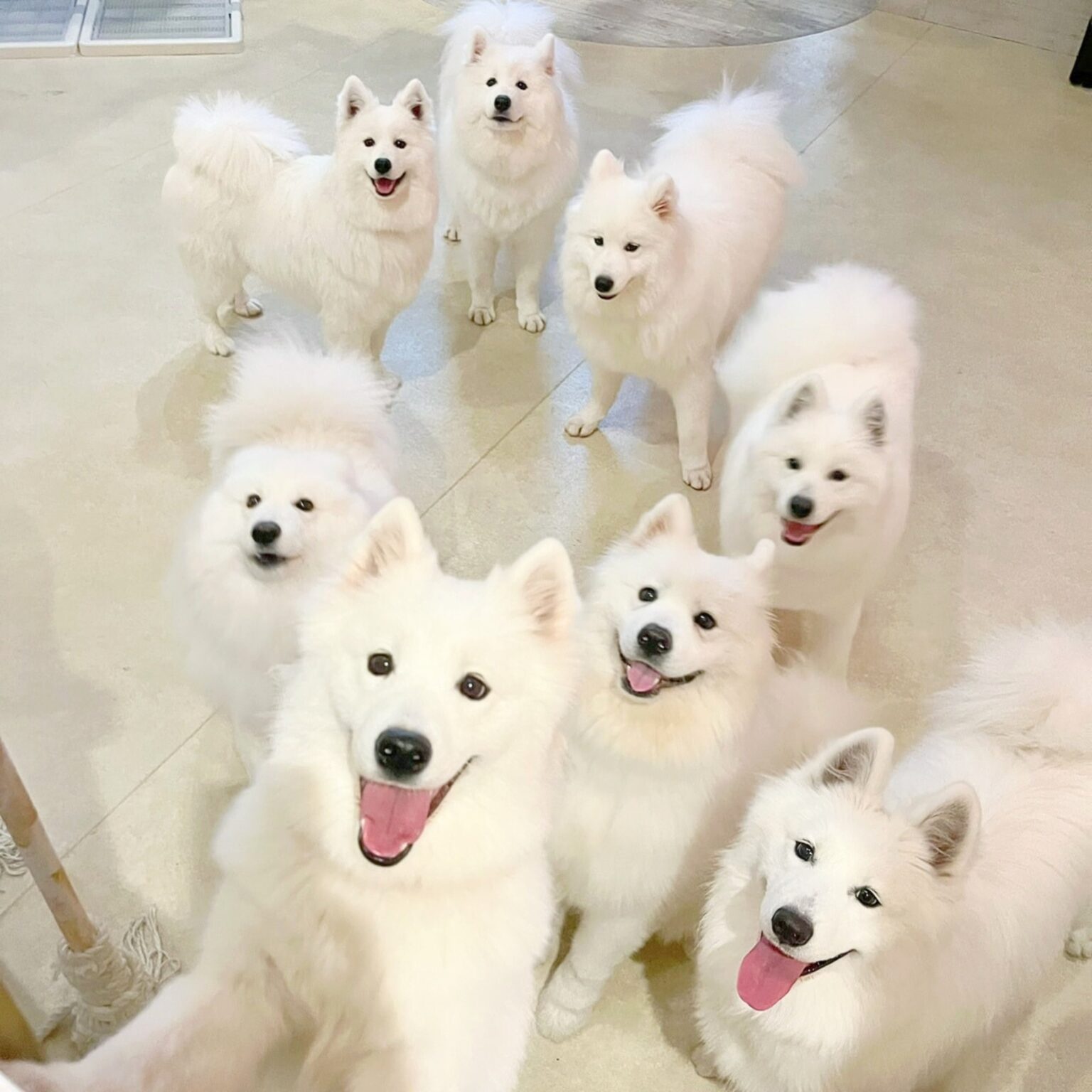 【東京】サモエドカフェおすすめ！サモエドとは？ふわもこ体験の魅力 | ドコイク dokoiku 家族でお出かけ情報サイト