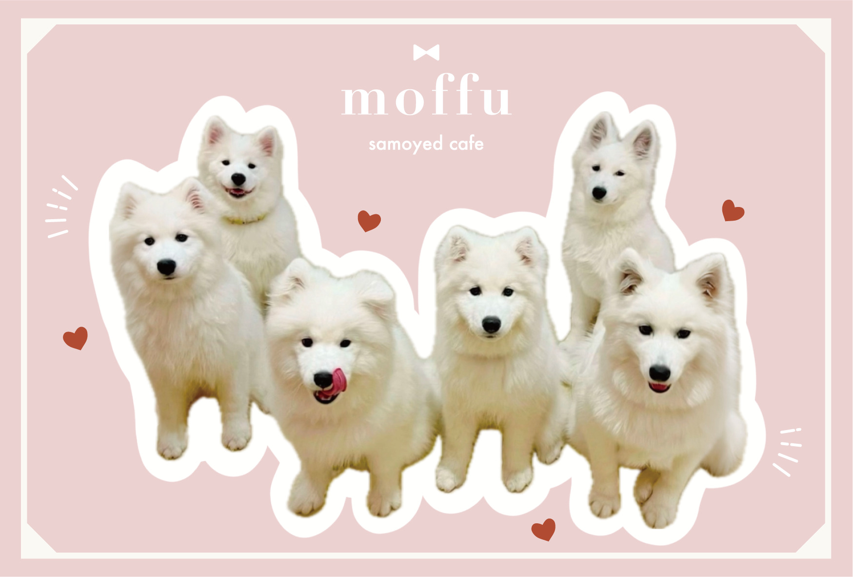 【東京】サモエドカフェおすすめ！サモエドとは？ふわもこ体験の魅力 | ドコイク dokoiku 家族でお出かけ情報サイト