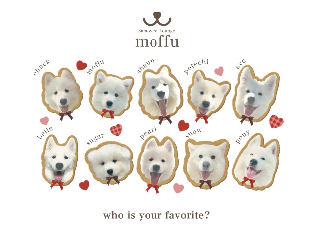 【東京】サモエドカフェおすすめ！サモエドとは？ふわもこ体験の魅力 | ドコイク dokoiku 家族でお出かけ情報サイト