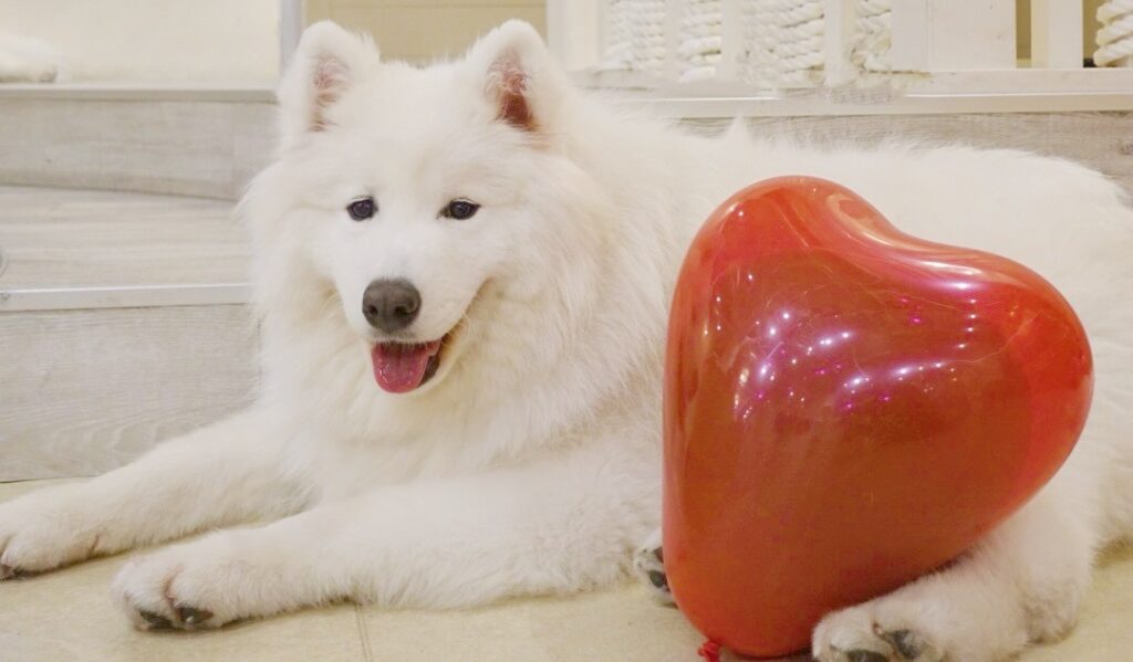 【東京】サモエドカフェおすすめ！サモエドとは？ふわもこ体験の魅力 | ドコイク dokoiku 家族でお出かけ情報サイト