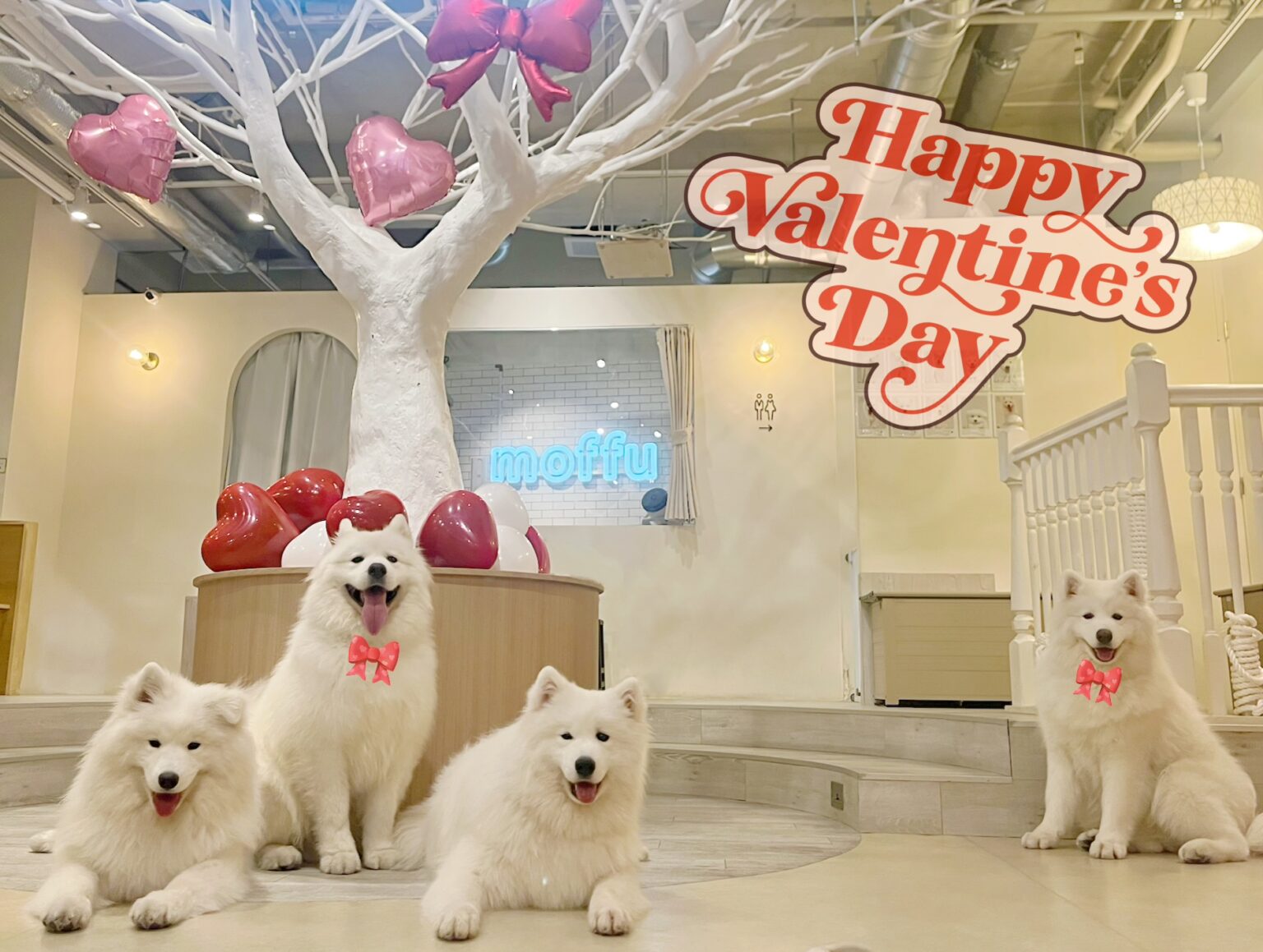 【東京】サモエドカフェおすすめ！サモエドとは？ふわもこ体験の魅力 | ドコイク dokoiku 家族でお出かけ情報サイト