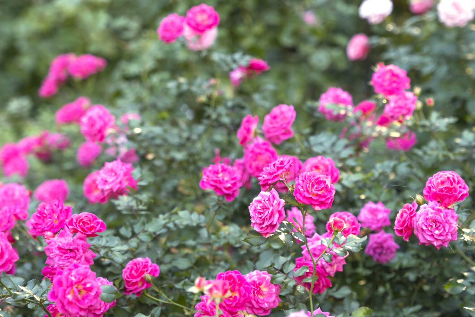 秋のバラを堪能する「2025オータムフェスティバル」を開催 | ドコイク dokoiku 家族でお出かけ情報サイト