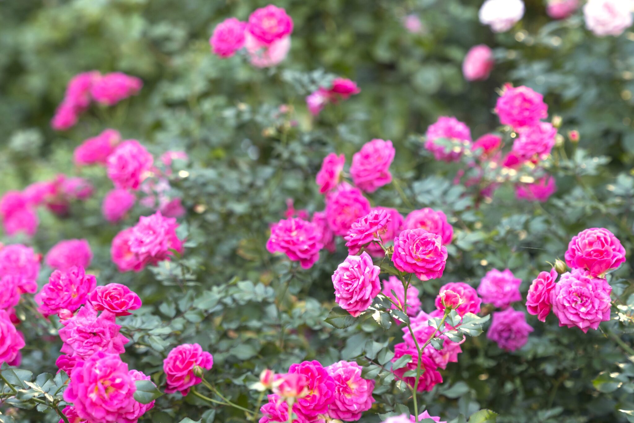 秋のバラを堪能する「2025オータムフェスティバル」を開催 | ドコイク dokoiku 家族でお出かけ情報サイト