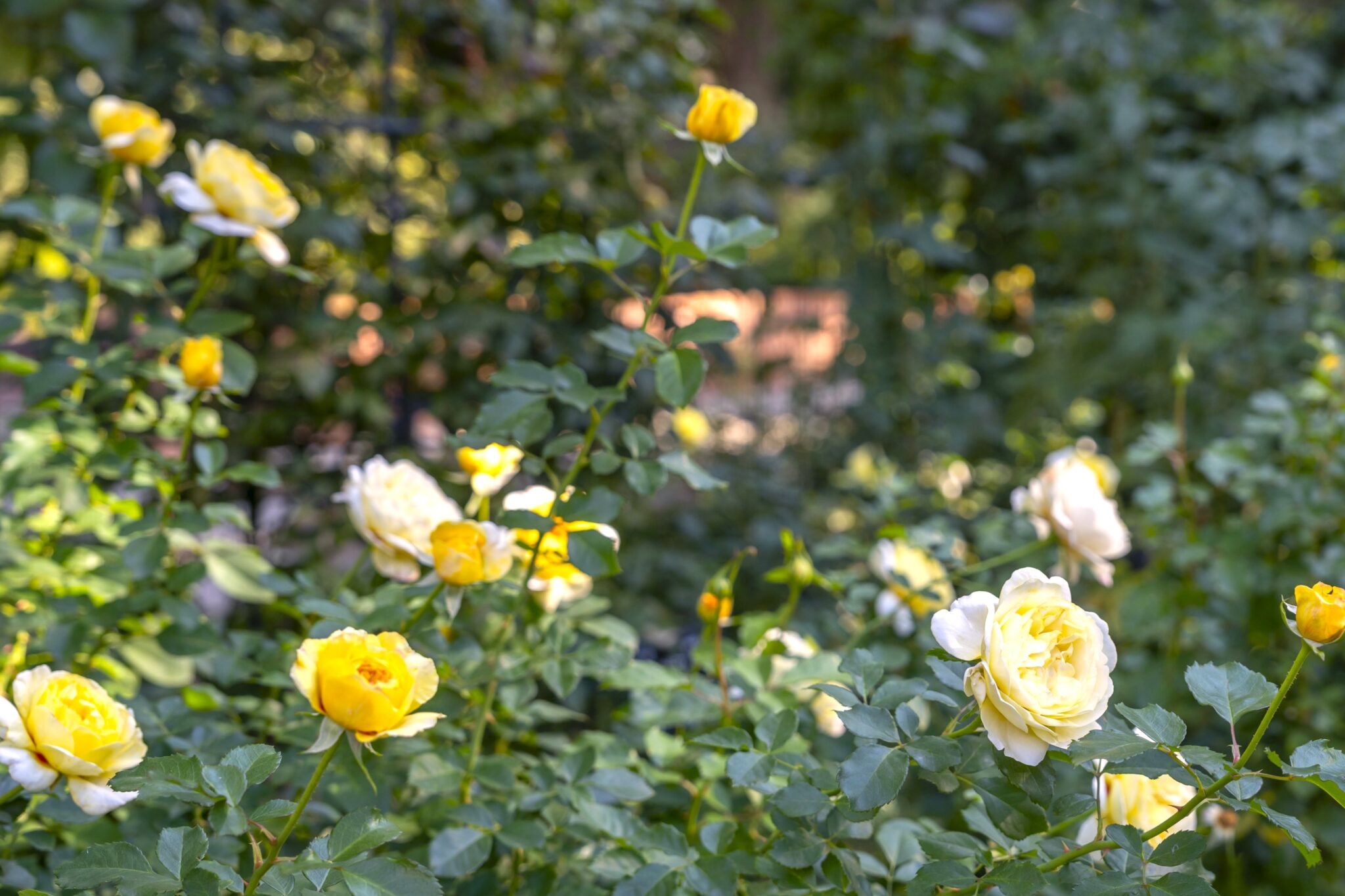 秋のバラを堪能する「2025オータムフェスティバル」を開催 | ドコイク dokoiku 家族でお出かけ情報サイト