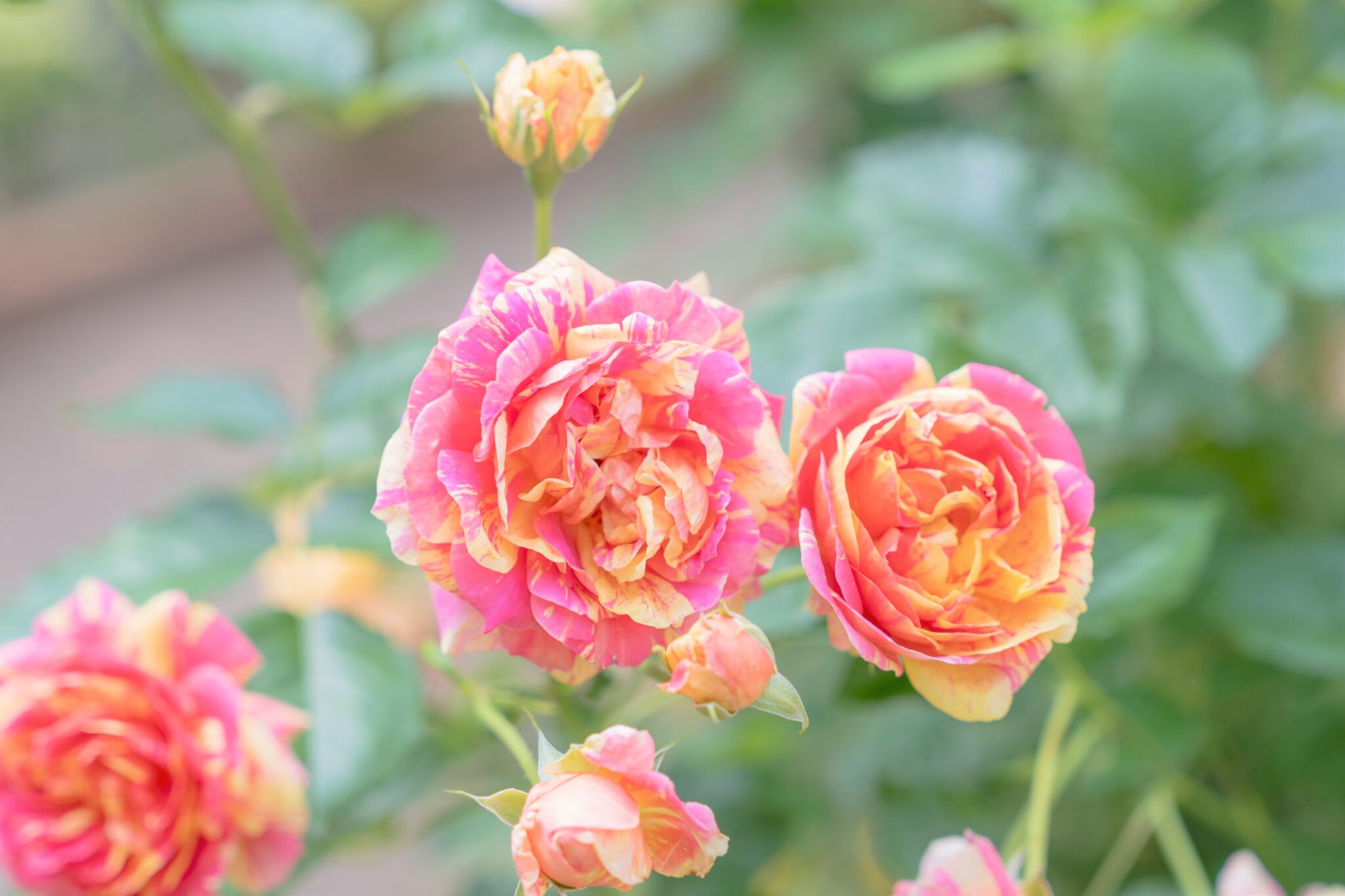 秋のバラを堪能する「2025オータムフェスティバル」を開催 | ドコイク dokoiku 家族でお出かけ情報サイト