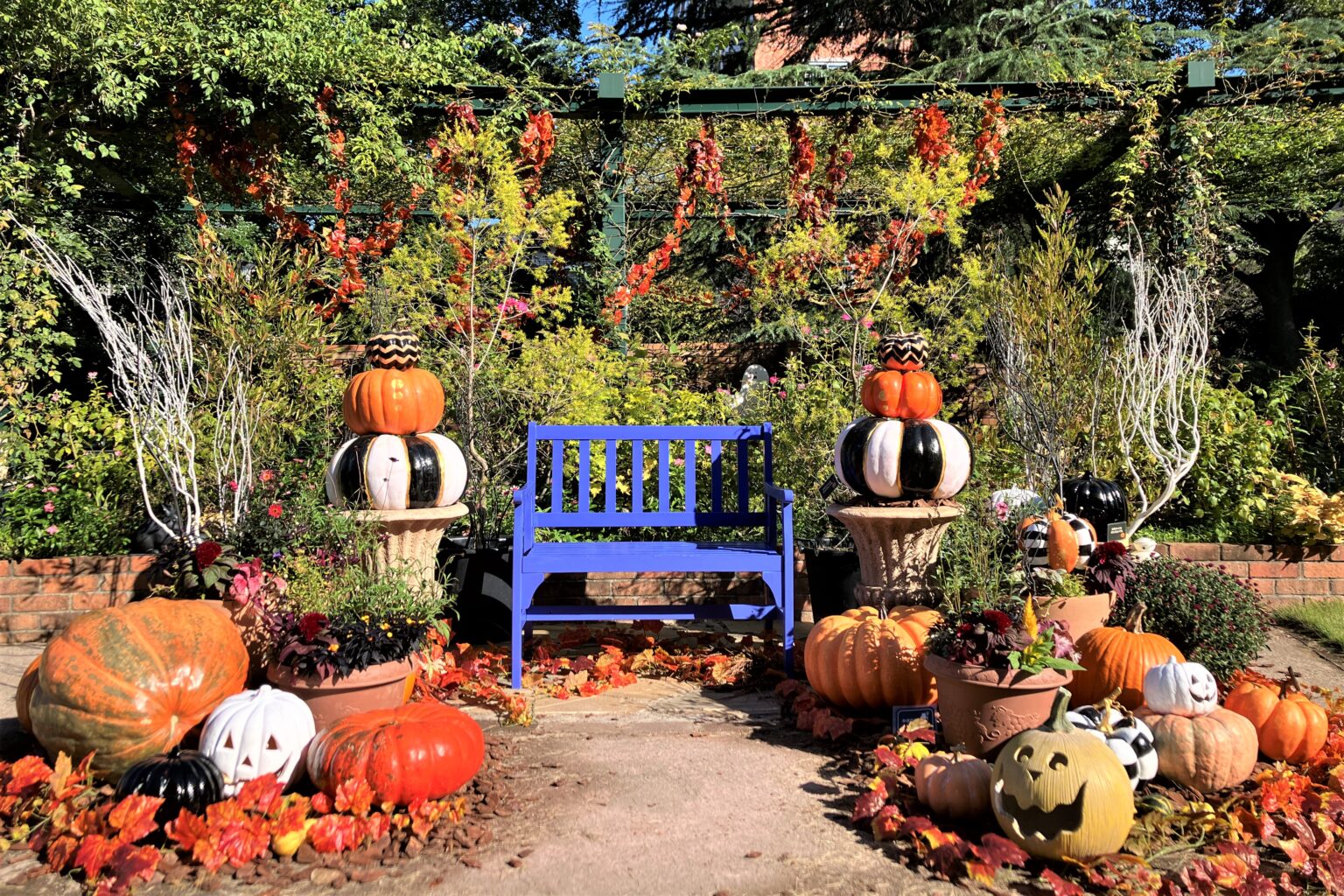 秋のバラを堪能する「2025オータムフェスティバル」を開催 | ドコイク dokoiku 家族でお出かけ情報サイト